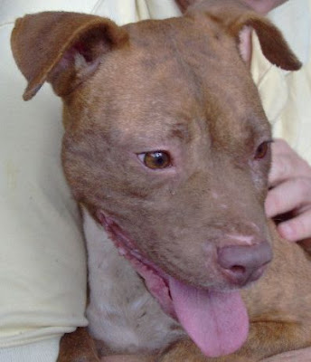 Smiling Dog Farms: Dog on the Blog : Angelina -- How to Survive As a ...