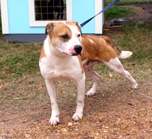 Smiling Dog Farms: Here's Johnny....