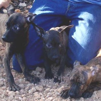 Smiling Dog Farms: January 2011