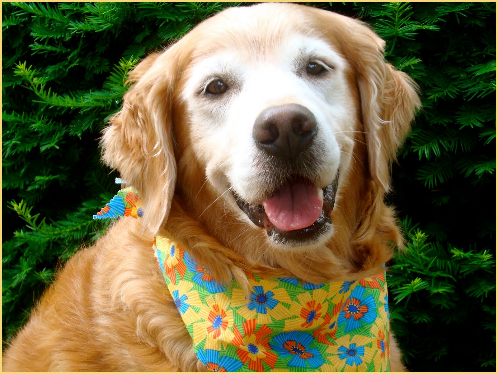 Happy Weekend - Golden Woofs