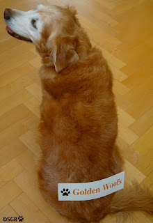Golden Woofs Giveaway - Golden Woofs