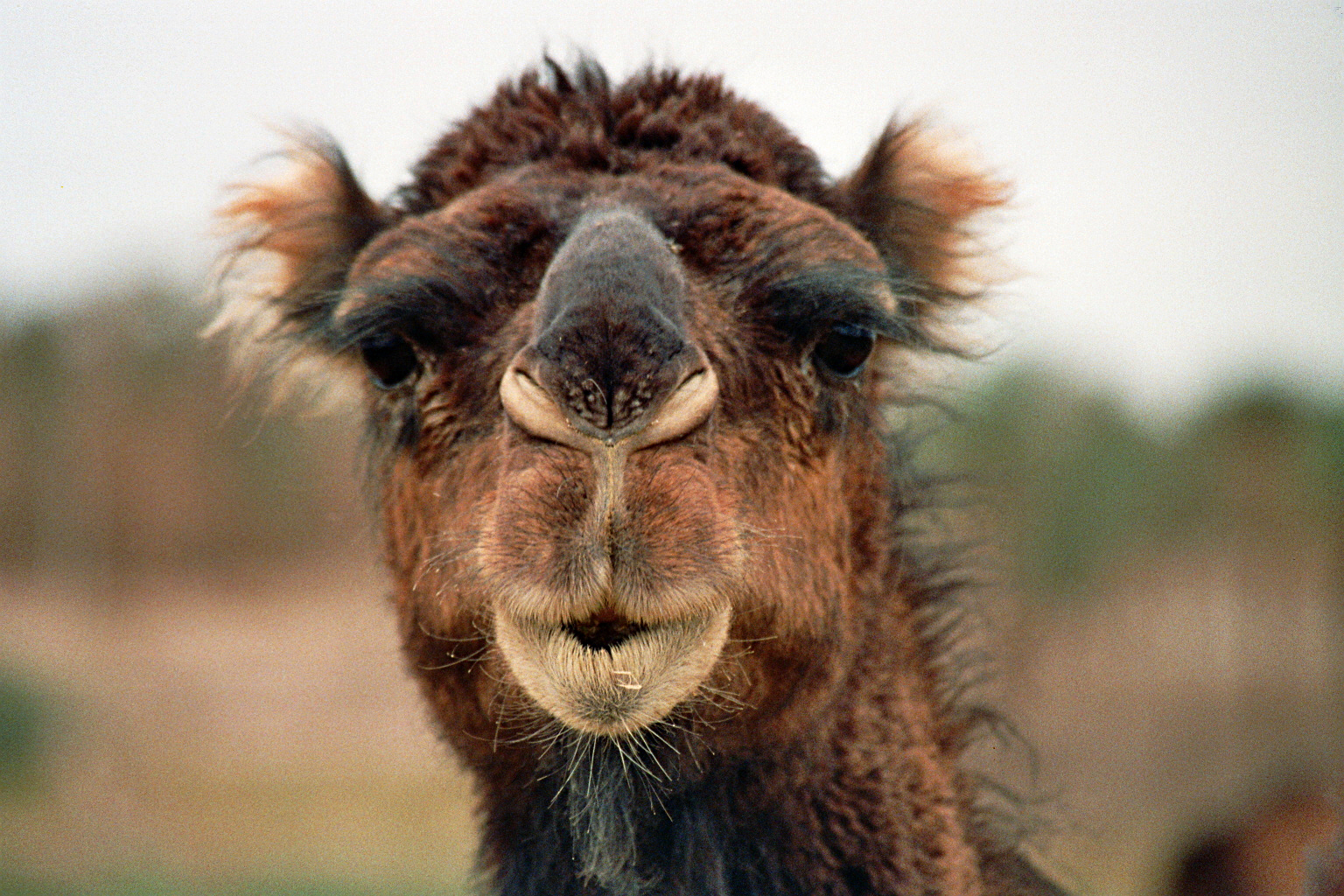 Verdenshistorier: Kamel!