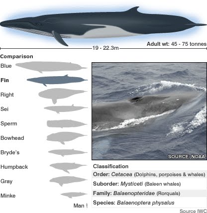 From Snails to Whales: Harbor Class Whale Watch Ted Williamson