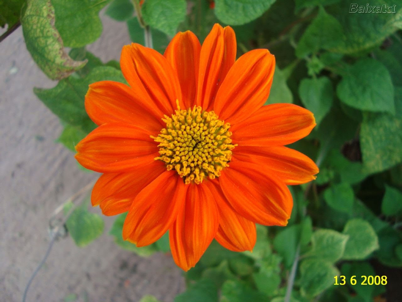B. J. R.: Uma Flor Laranja.