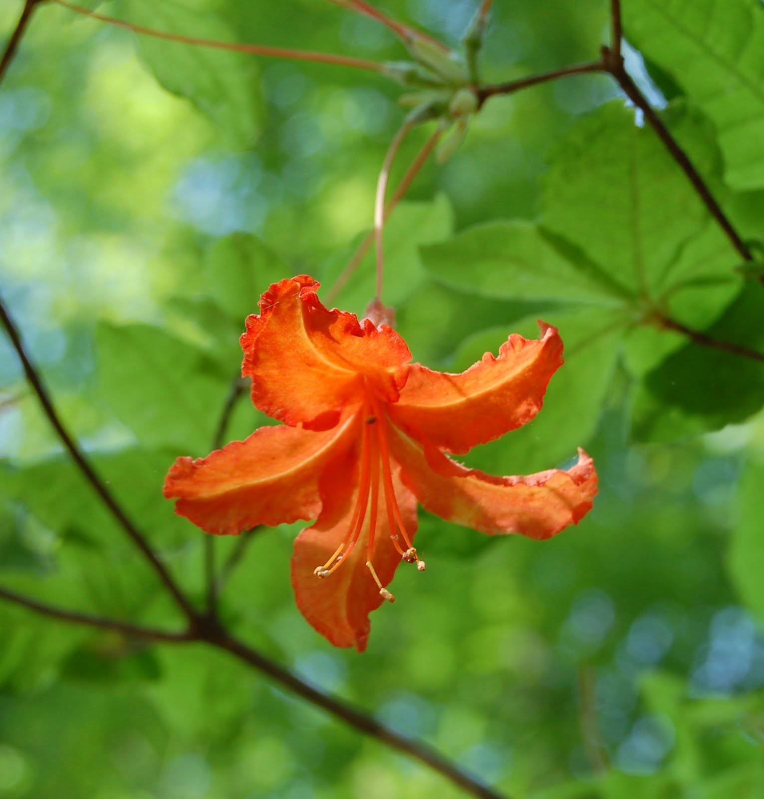 Mountain Photo Gallery: Springtime in Western North Carolina