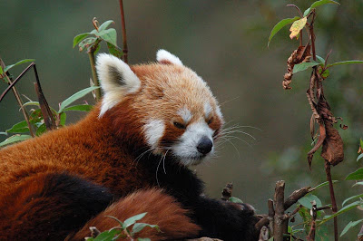 Pranay Chandra: SIKKIM- Land Of Red Panda