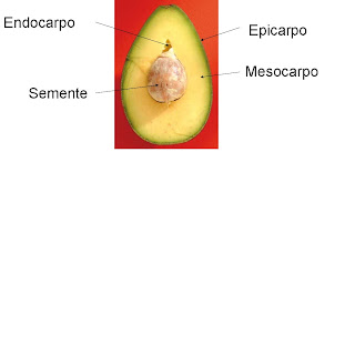 Os frutos: O Fruto
