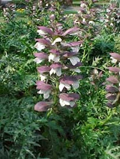 Flores e Jardins: Acanto