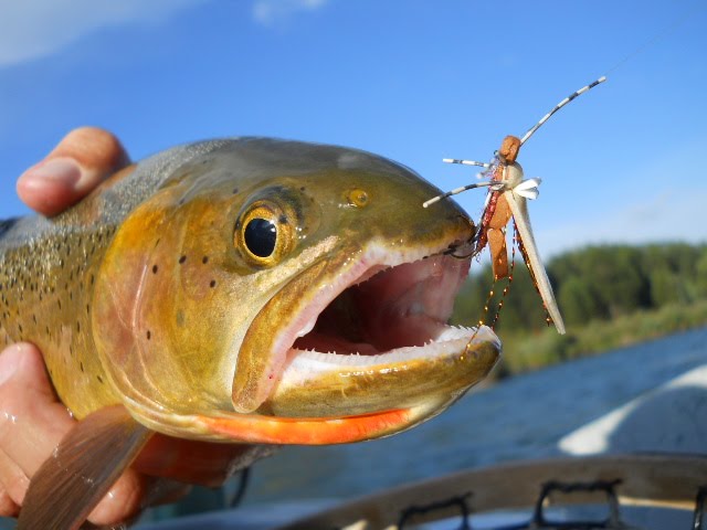 Brown Trout Fly Fishing: Jackson Hole One Fly 2010