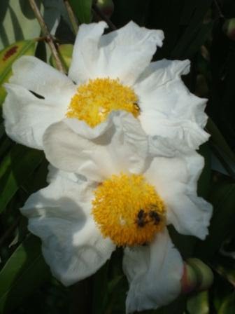 Dream into Reality: The Na tree in bloom in front of my home