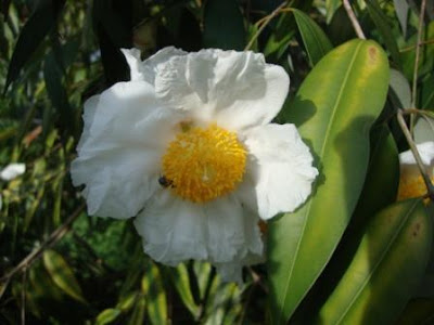 Dream into Reality: The Na tree in bloom in front of my home