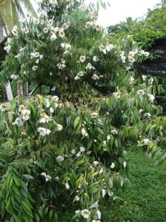 Dream into Reality: The Na tree in bloom in front of my home
