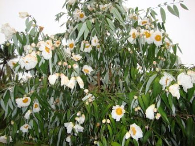 Dream into Reality: The Na tree in bloom in front of my home