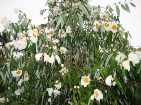 Dream into Reality: The Na tree in bloom in front of my home