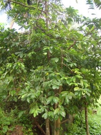 P E R C E P T I O N S: Soursop known locally as "Katu Atha"
