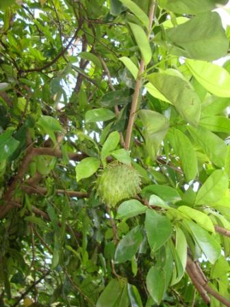 P E R C E P T I O N S: Soursop known locally as "Katu Atha"