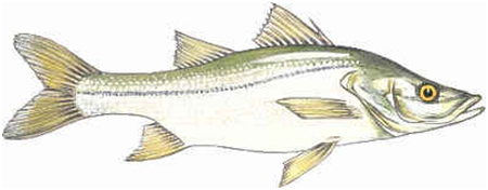 Robalo | Vet. Dr. de Bicho - (41) 3023-4150 / (41) 9956-3012 / (41 ...