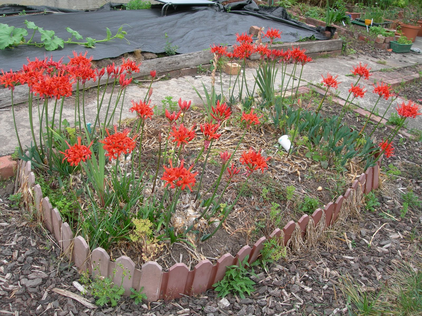 Polystyrene Garden Junkie: Easter Weekend Gardening Part 1: the front yard