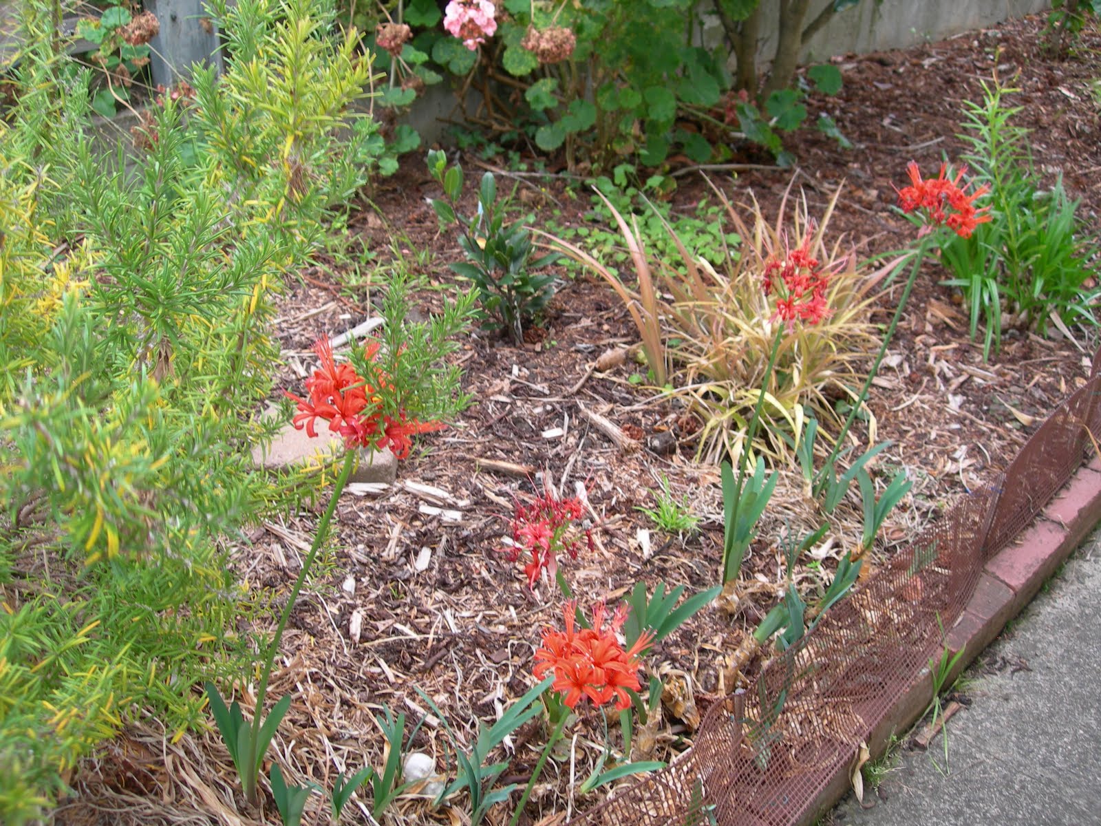 Polystyrene Garden Junkie: Easter Weekend Gardening Part 1: the front yard