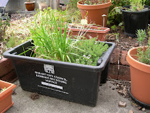 Polystyrene Garden Junkie: Open Garden Scheme: Two Tasmanian Gardens