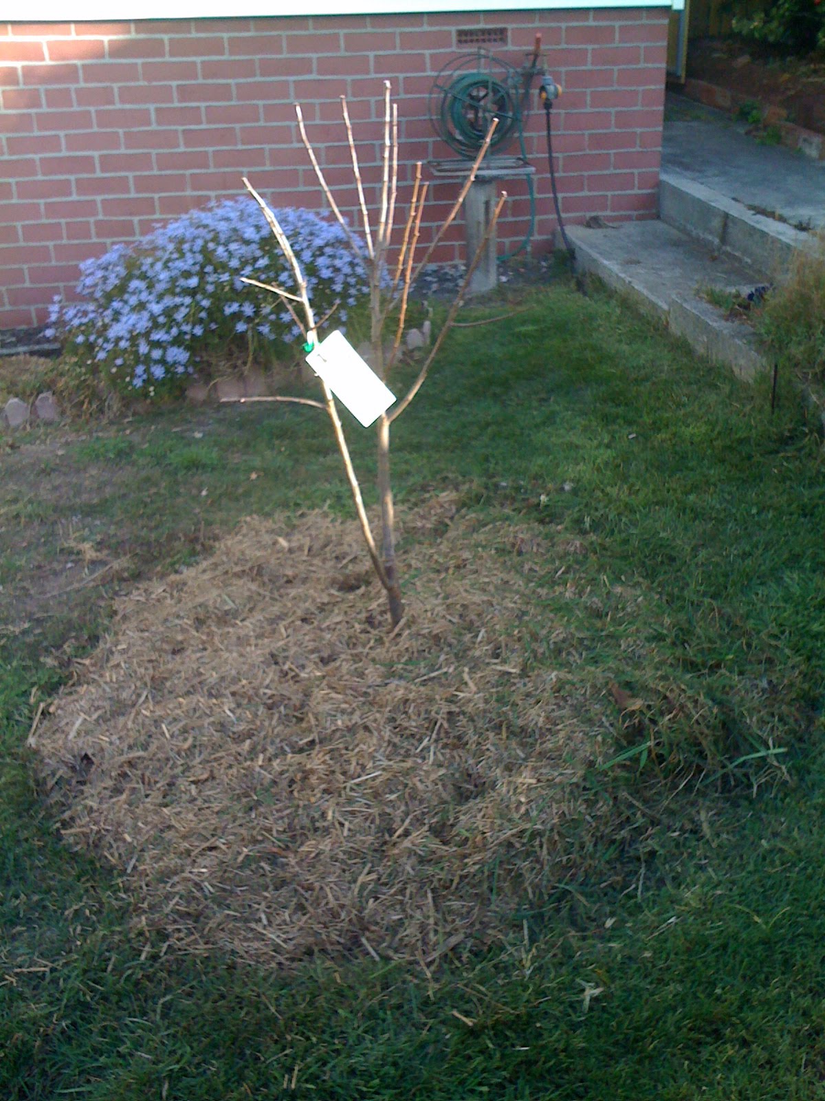 Polystyrene Garden Junkie: 2010