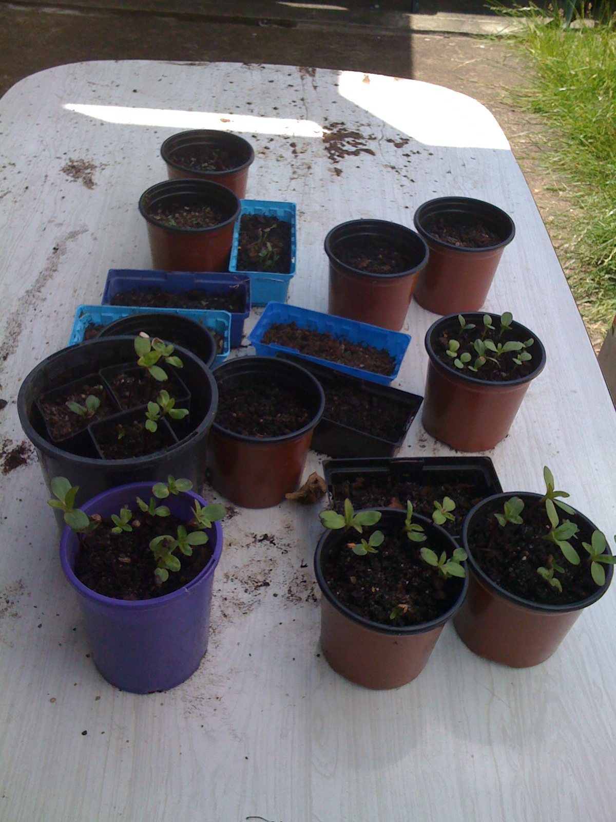 Polystyrene Garden Junkie: 2010