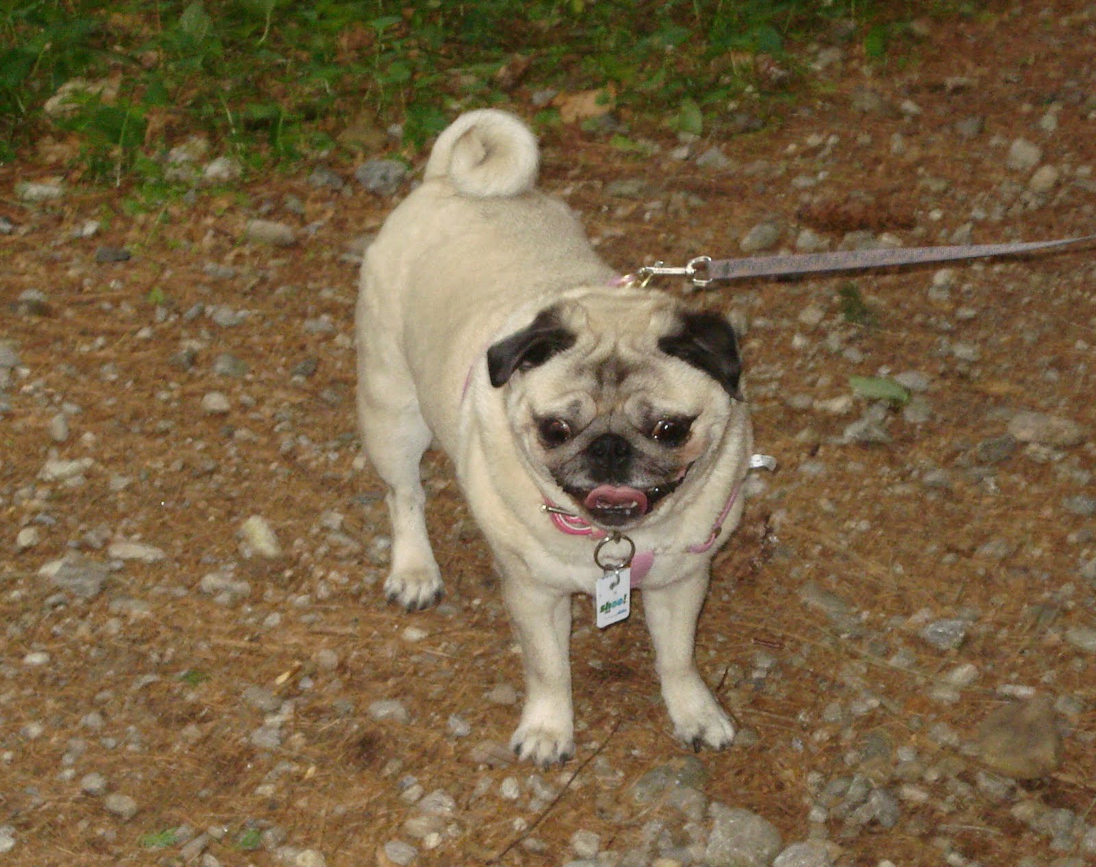 Wilma the Pug: Aw Shucks