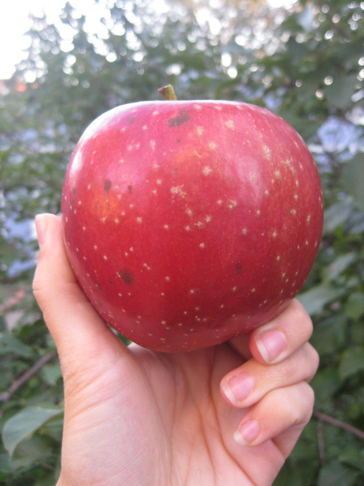 Food Snobbery is my Hobbery: The Big Apple