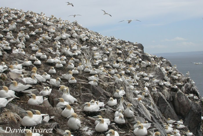 Naturaleza Cantábrica: ¿Por qué se juntan los animales en colonias para ...
