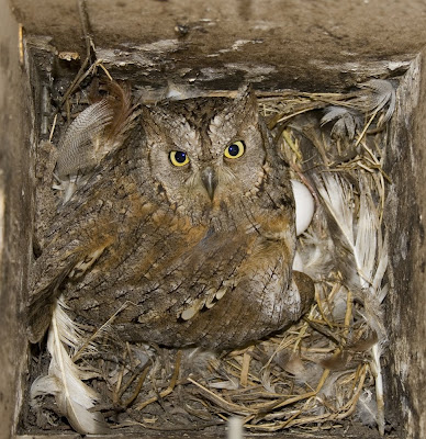 Naturaleza Cantábrica: Autillos en La Villa