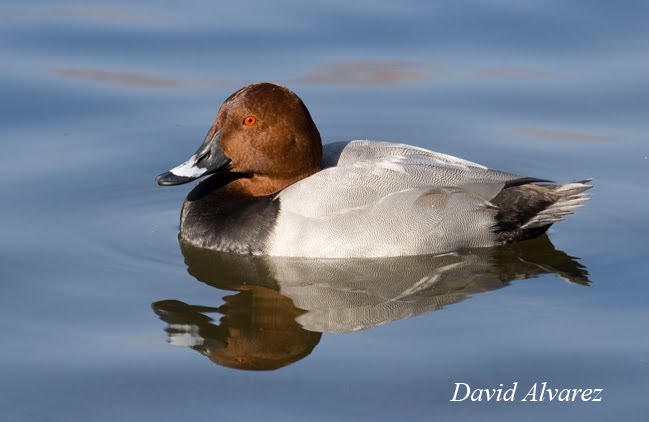 Naturaleza Cantábrica: Porrones