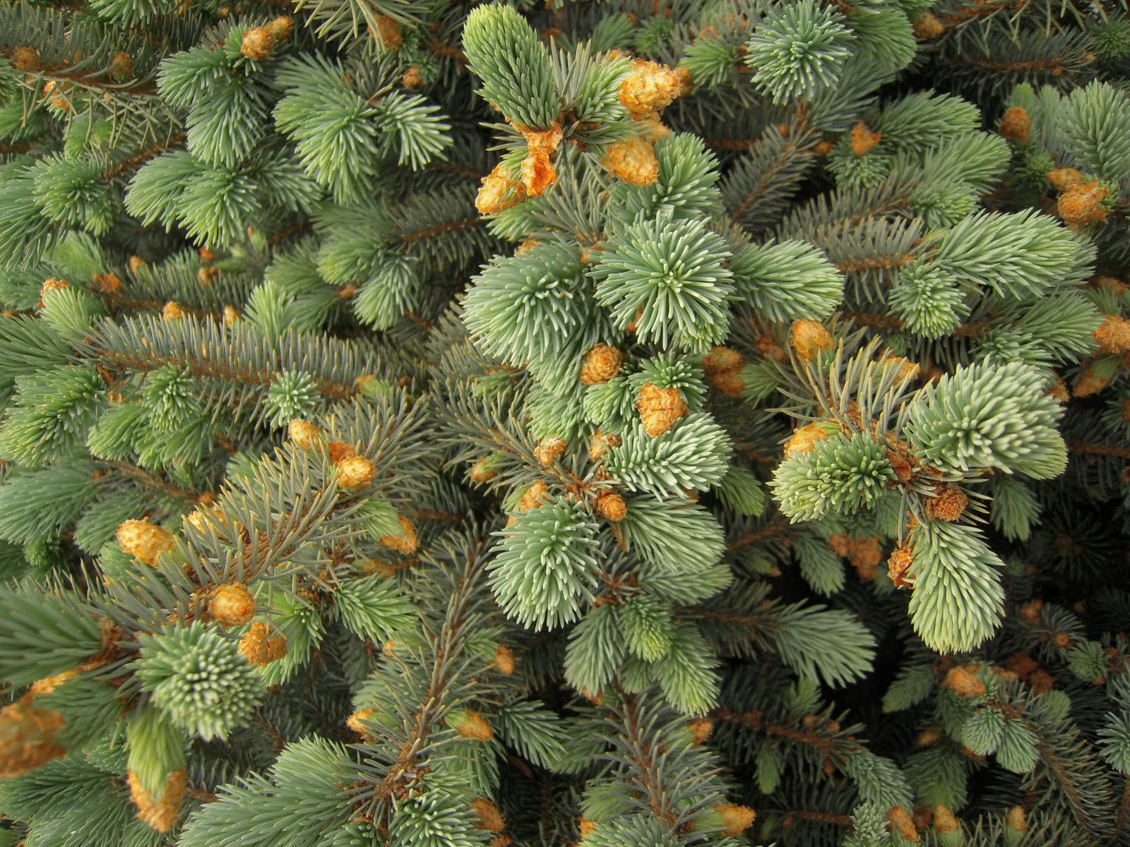 Hail and Welcome To My Garden: Oh How I Love Spring!