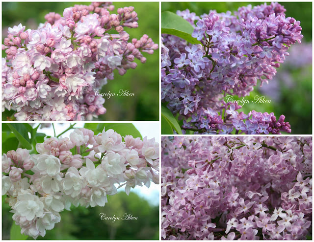 Aiken House & Gardens: Lilac Time Again!