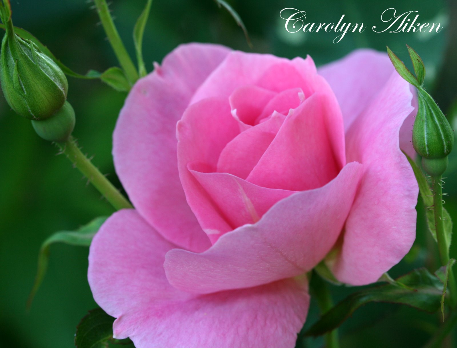 Aiken House & Gardens: Garden Beauties!