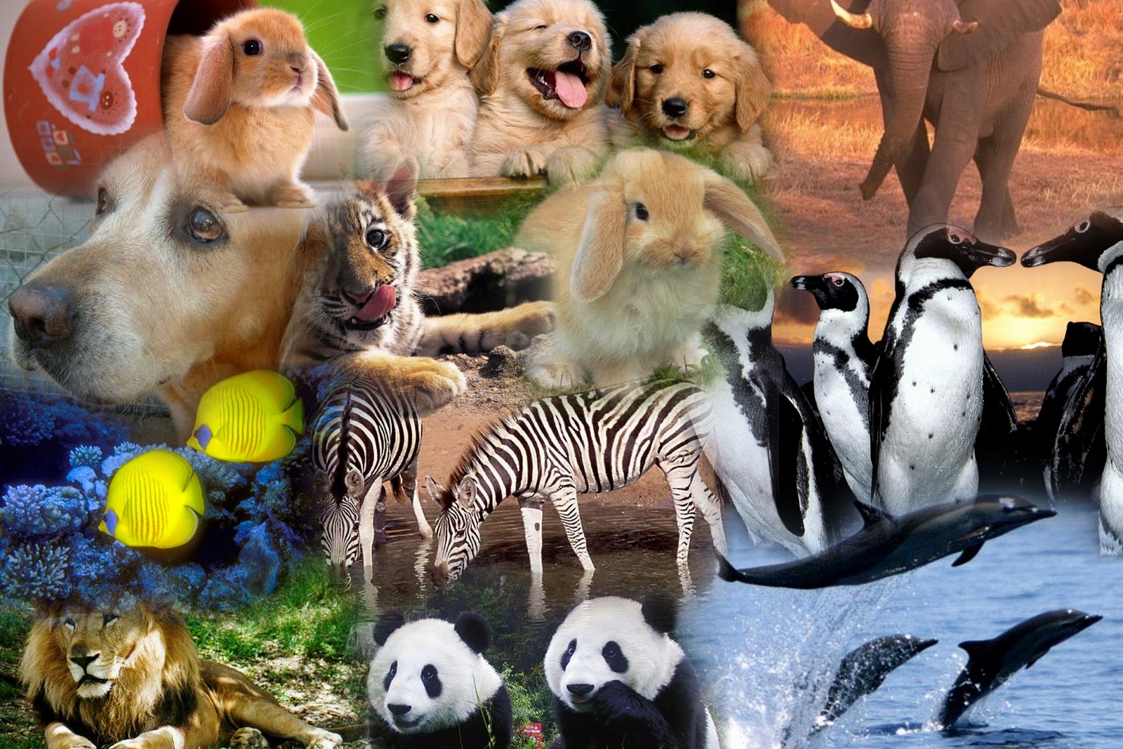 Diseño de Medios y Materiales Multimedia: video de animales collage de ...