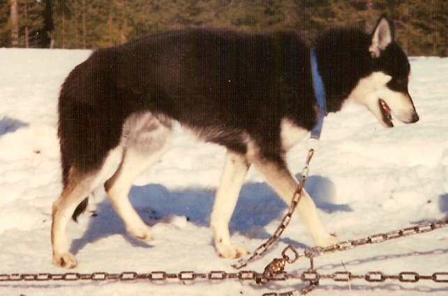 Vargvind siberian husky: Team Vacha Star "Grynna"