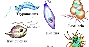 ciencias naturales: reino protista