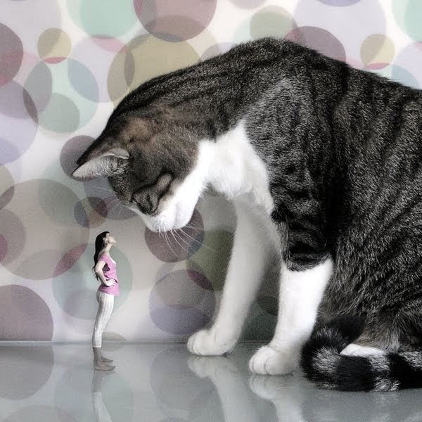 11 Seconds: Big Cat Photo Manipulation