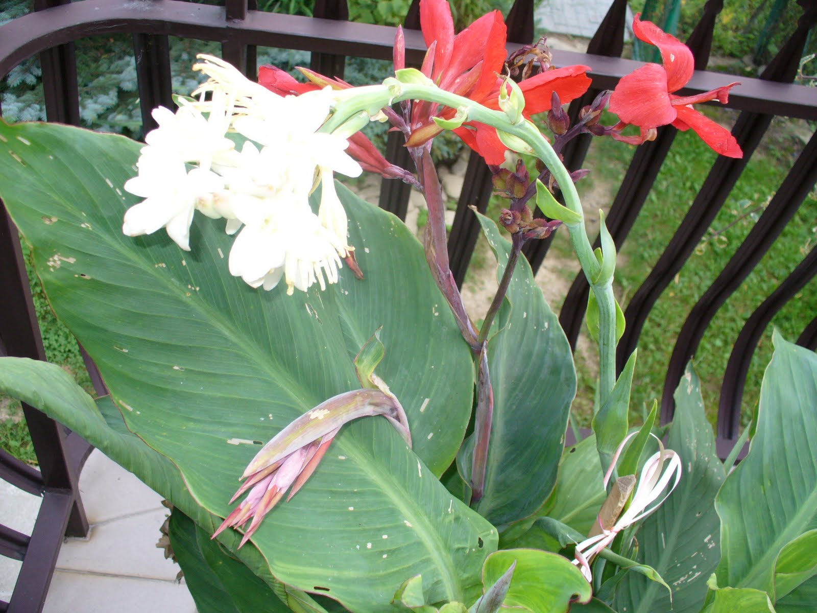 Garden Photoblog: Tuberoza