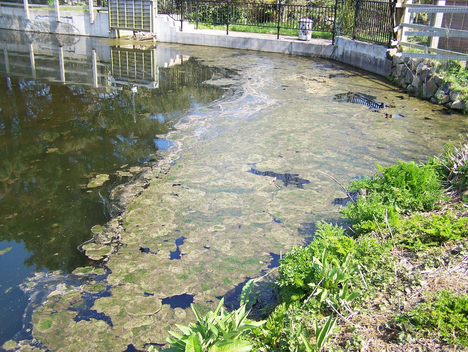 Consols Pond Association: Problems with Algae