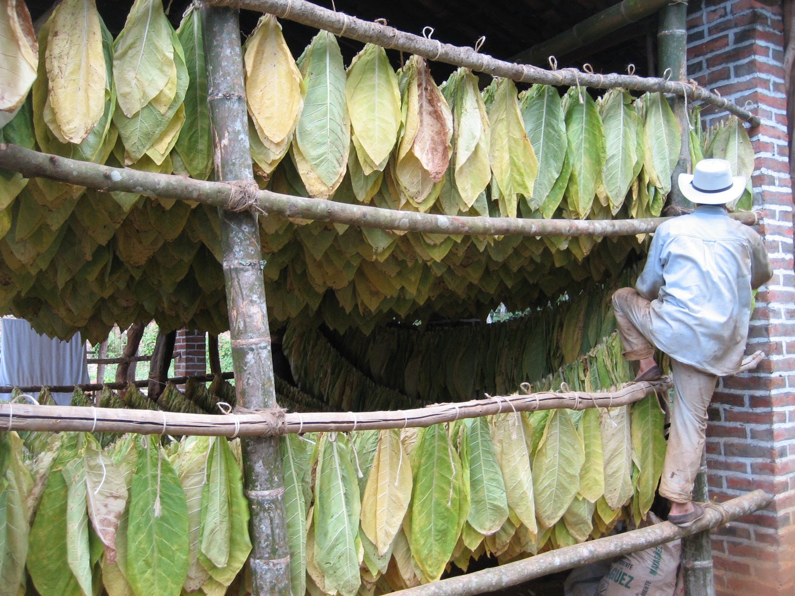 B a r i c h a r e a n d o: caney