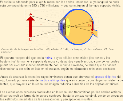 COLEGIO ANTOFAGASTA: ANATOMIA Y FISIOLOGIA DE LA VISION