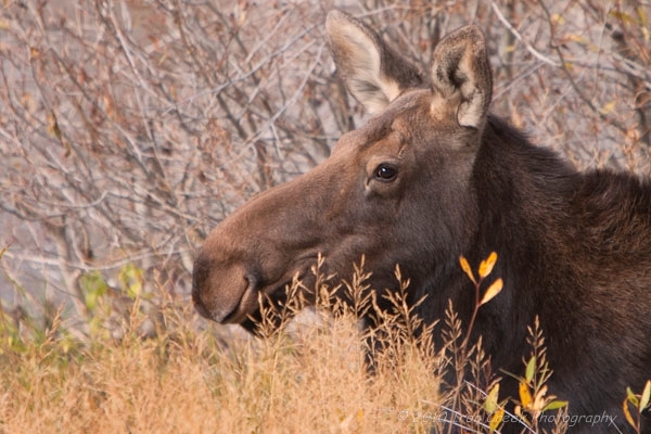 Iron Creek Photography®: Mooses