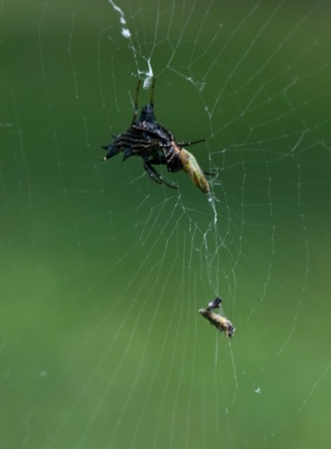The Opulent Opossum: Micrathena gracilis: Heavy Metal Spider!