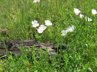 Prairie Places: Evening Prairie Primrose