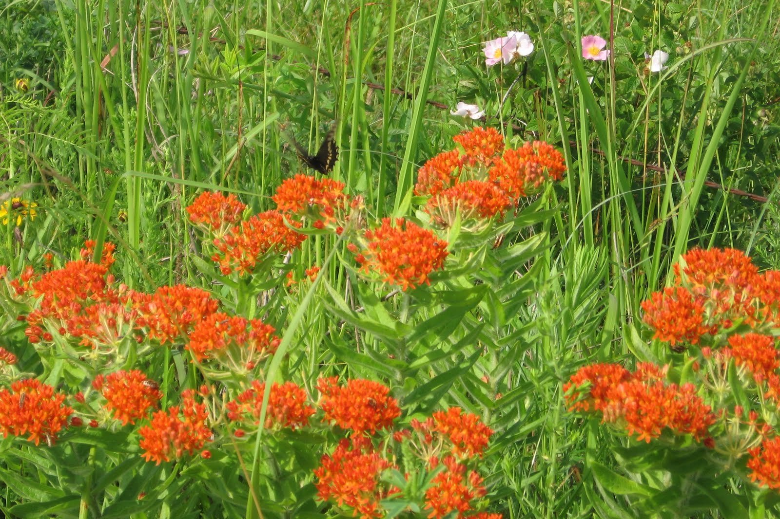 Prairie Places: Butterfly Weed