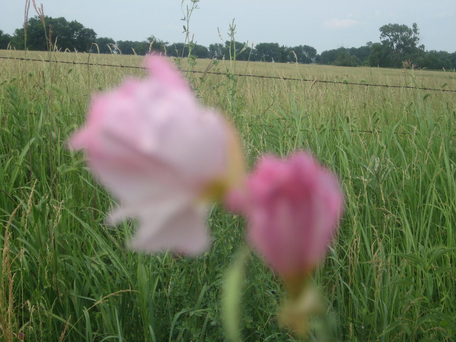 Prairie Places: Pink Prairie Posies