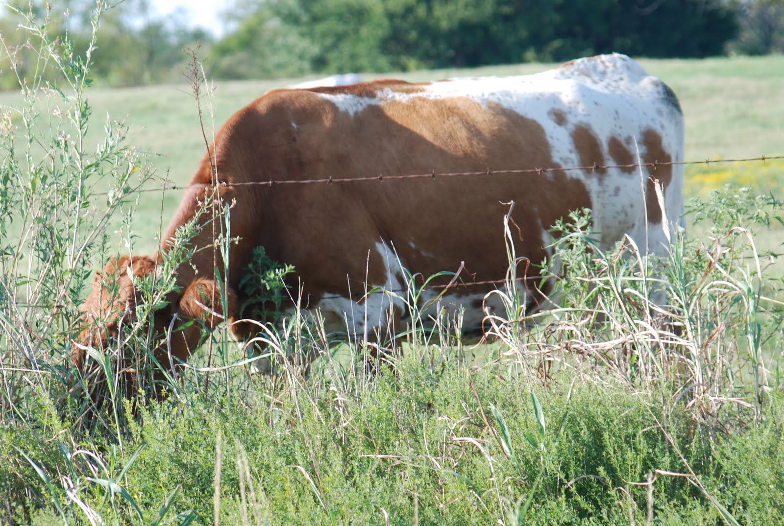 Prairie Places: Yellow Sunflowers and Delightful Cows