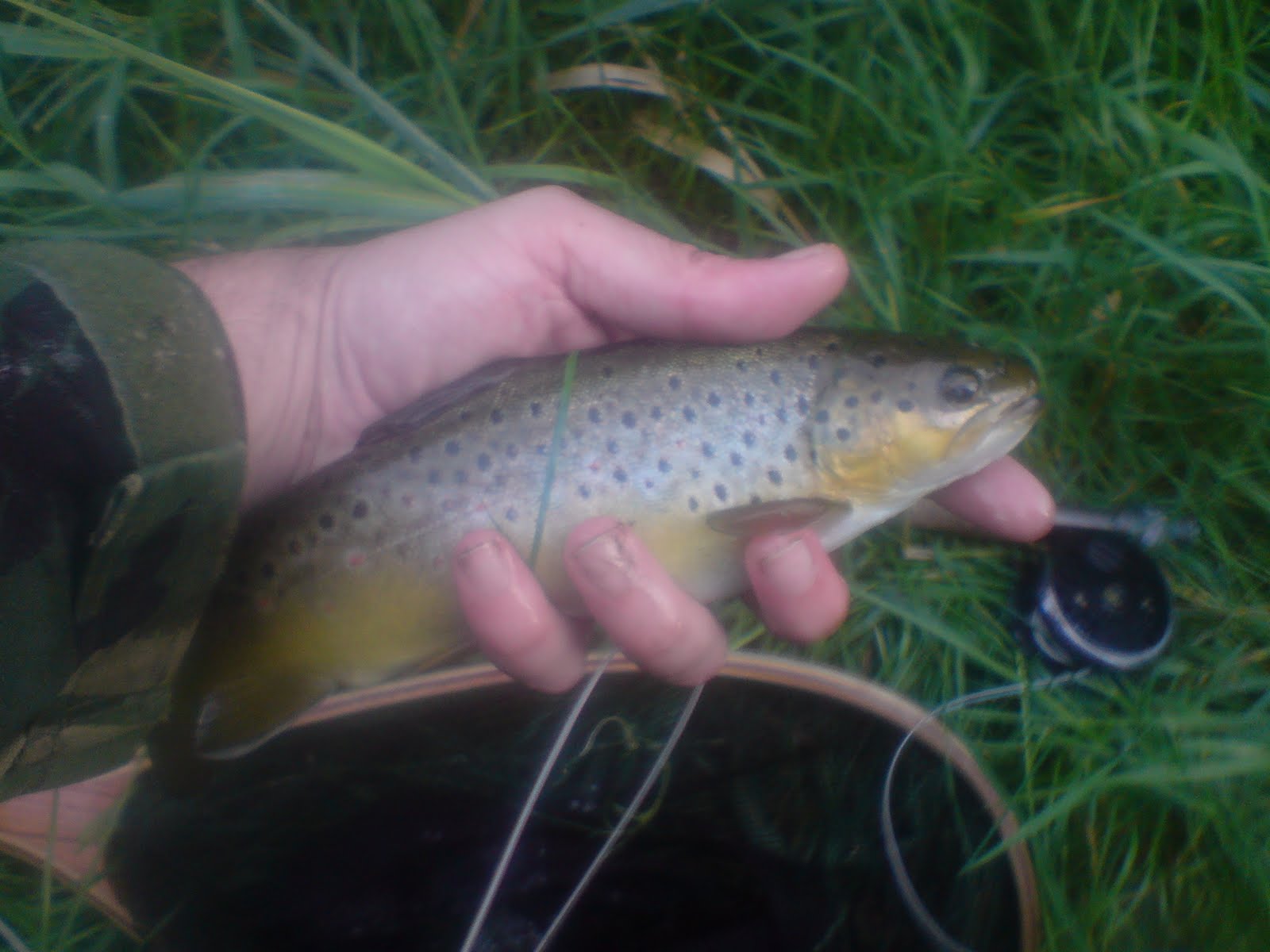 Wild Fishing In The Lothians.: The Water of Leith, from Canonmills to ...