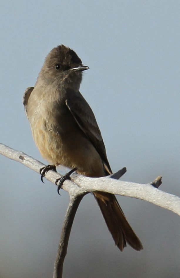 DaveA's Birding Blog: Wrapping up a Week of Phoebes; the Say's Phoebe